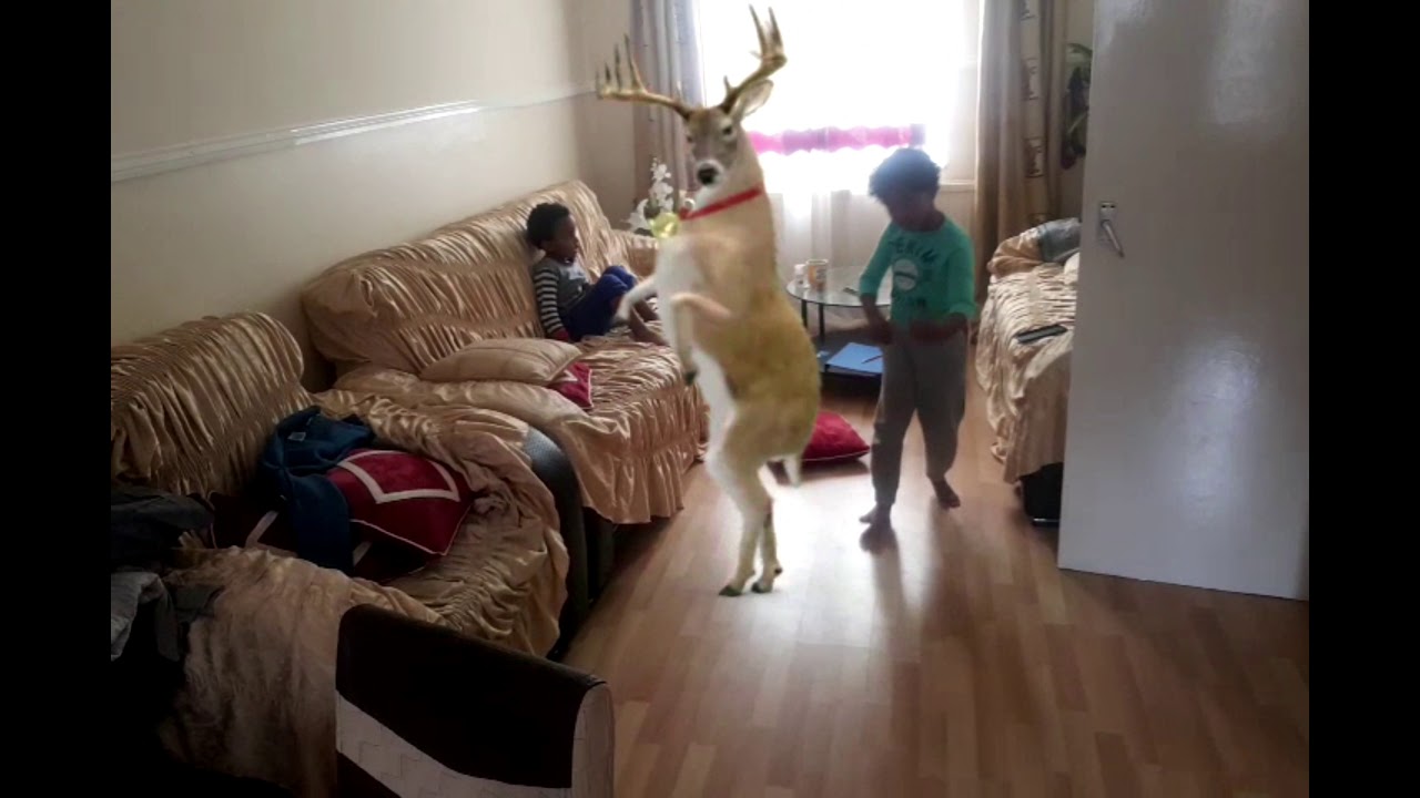 Dancing with Reindeer - YouTube