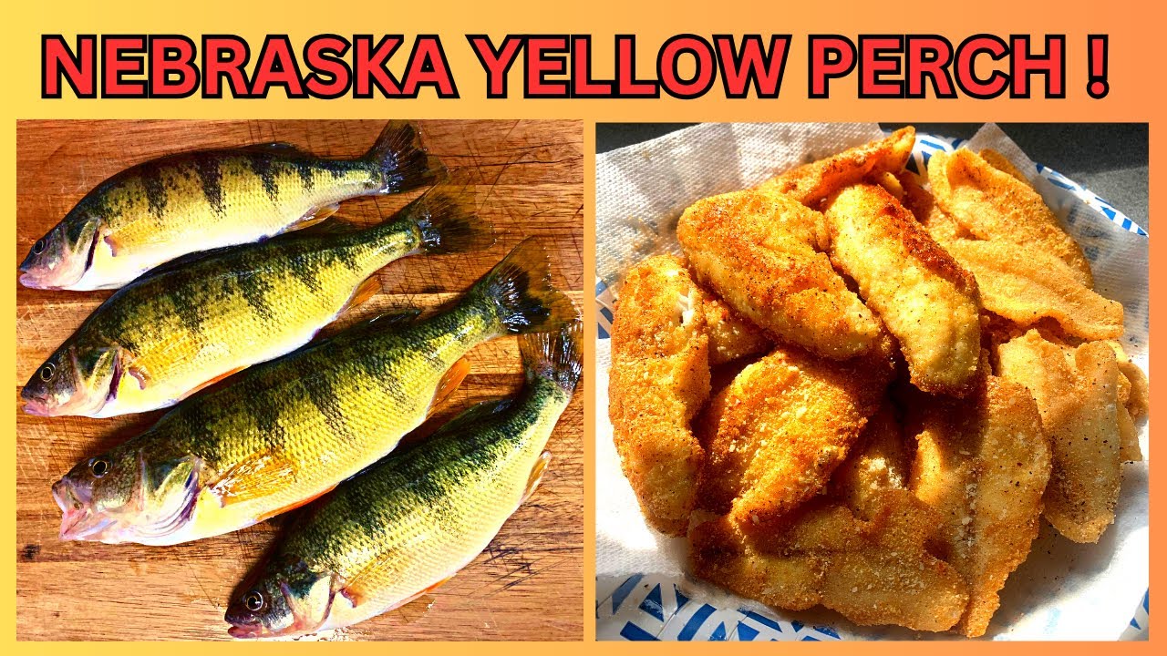 Bank Fishing For Nebraska Yellow Perch - YouTube