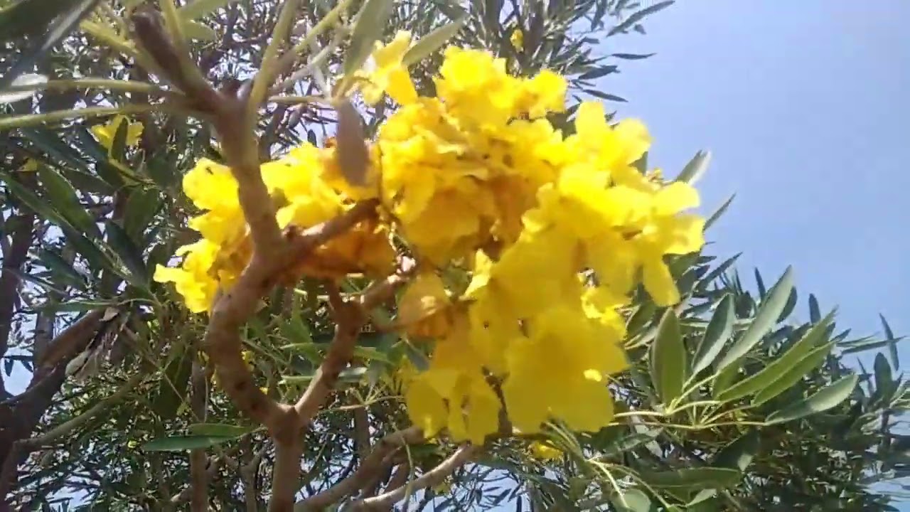 Tanaman Hias Bunga Tabebuya warna kuning sangat cocok ditanam di depan ...