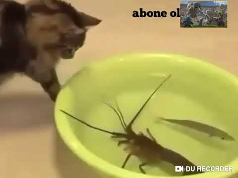 Şerif vs kedi antep dublaj😂😂