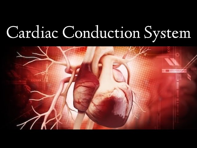 Anatomy Of Heart Conduction System The Cardiac Conduction System Is A