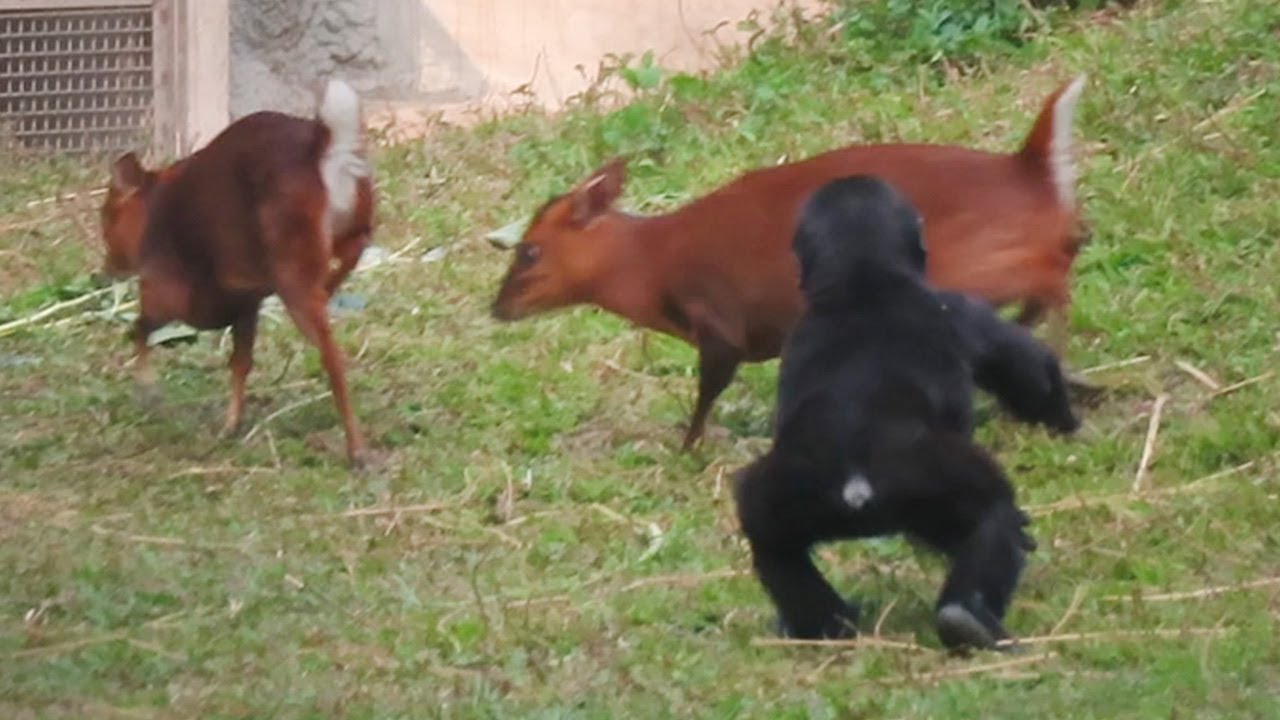 小金剛Ringo的漂亮轉圈圈👶🏻🦍💕Baby gorilla Ringo's wonderful spins - YouTube