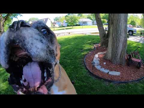 GoPro Boxer Dog Attack