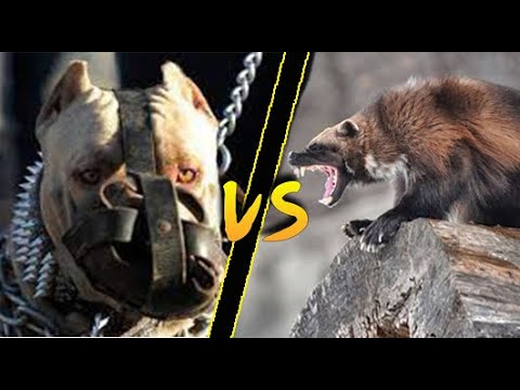 Duelo Animal PITBULL VS WOLVERINE - E Se Eles Brigassem ? - YouTube