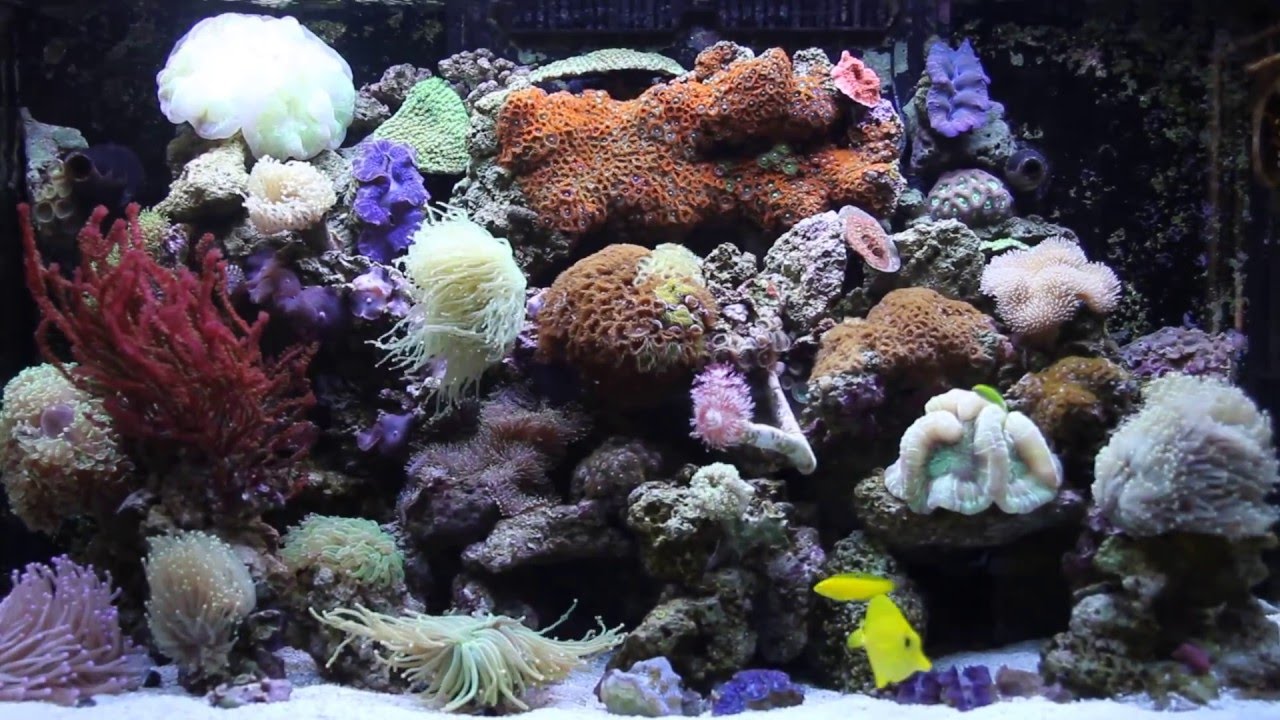 MY RED SEA Max 250 Corals Mixed Reef (Soft, LPS & SPS) Reef Aquarium ...