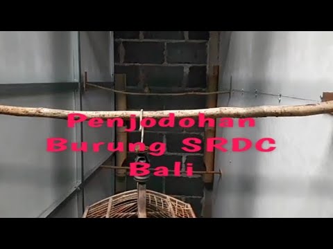 PENJODOHAN BURUNG SRDC BALI // CARA MENJODOHKAN BURUNG SRDC - YouTube