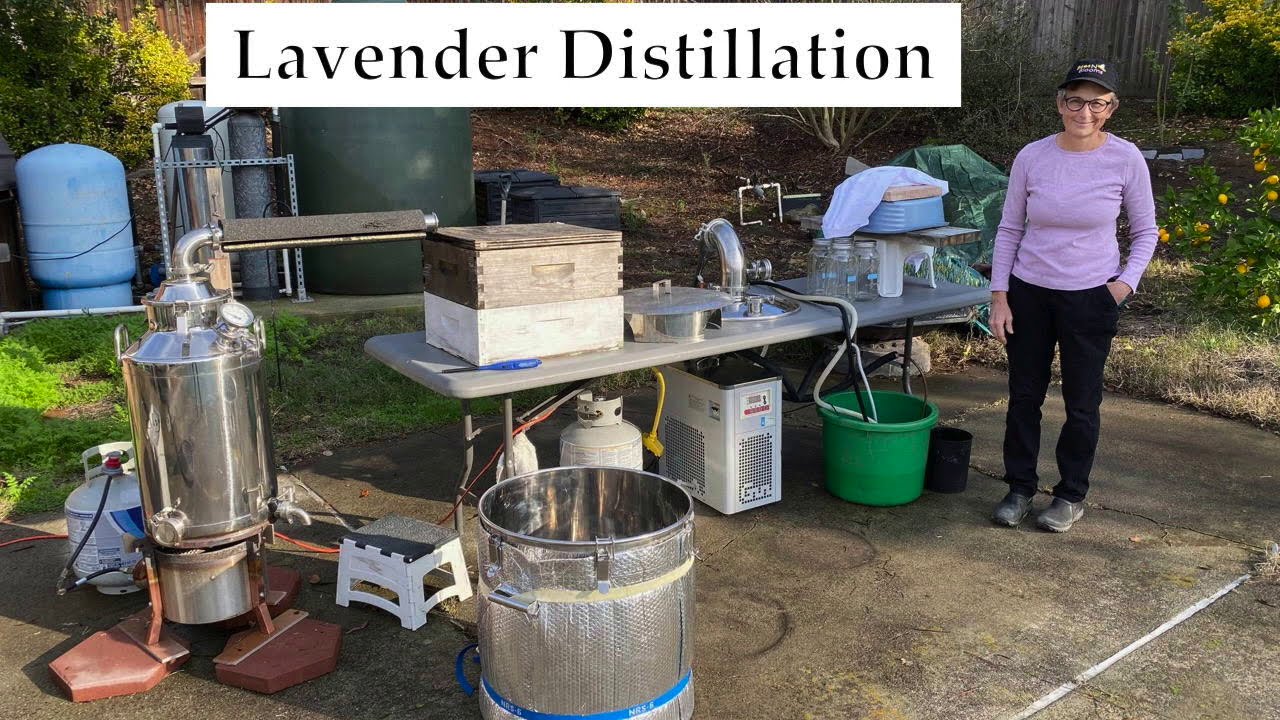 Lavender Distillation at Bees N Blooms: Step 3 - YouTube