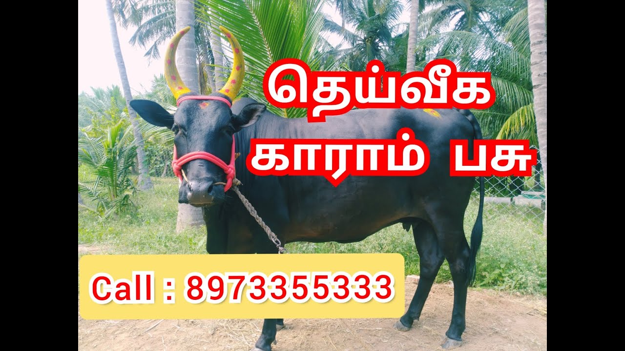Karam Pasu Madu செல்வவளம் தரும் தெய்வீக காராம் பசு| Karam Pasu for Sale ...