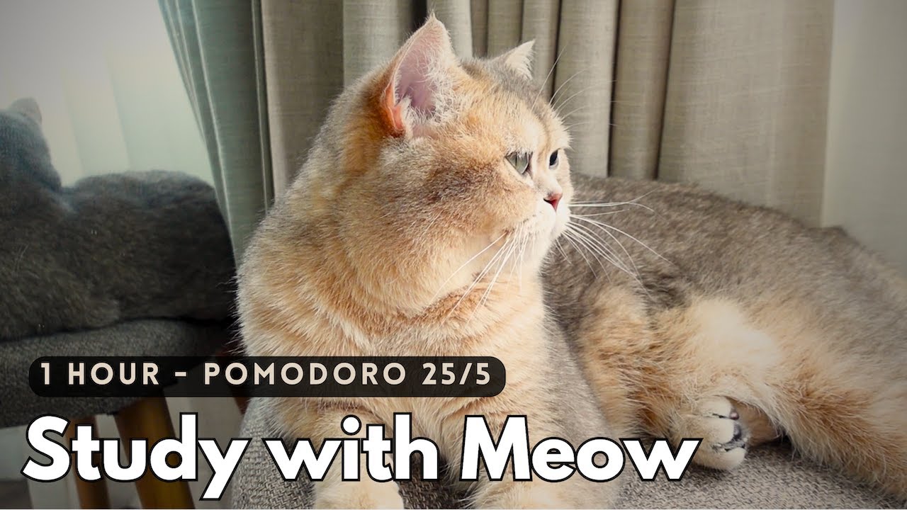 1-Hour Study with Me 🐈 | Pomodoro 25-5 | Relaxing Music | Stay with ...