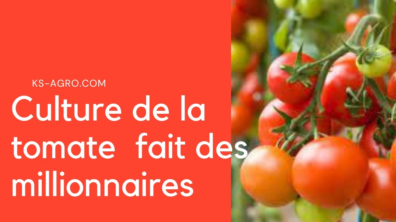 Agriculture maraîchère :comment réussir la culture de la tomate? - YouTube