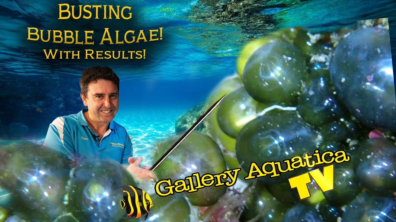 Bursting bubbles! Treating bubble algae, before and after - YouTube