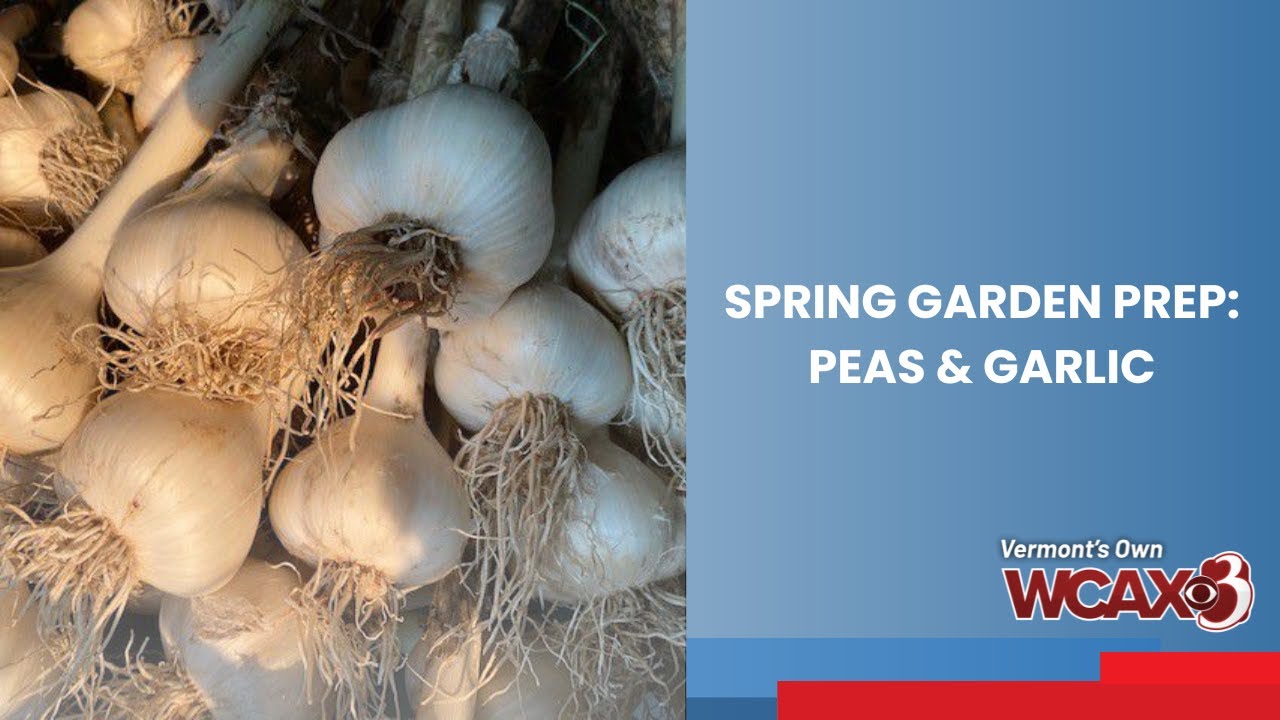 Spring Garden Prep: Peas & Garlic - YouTube