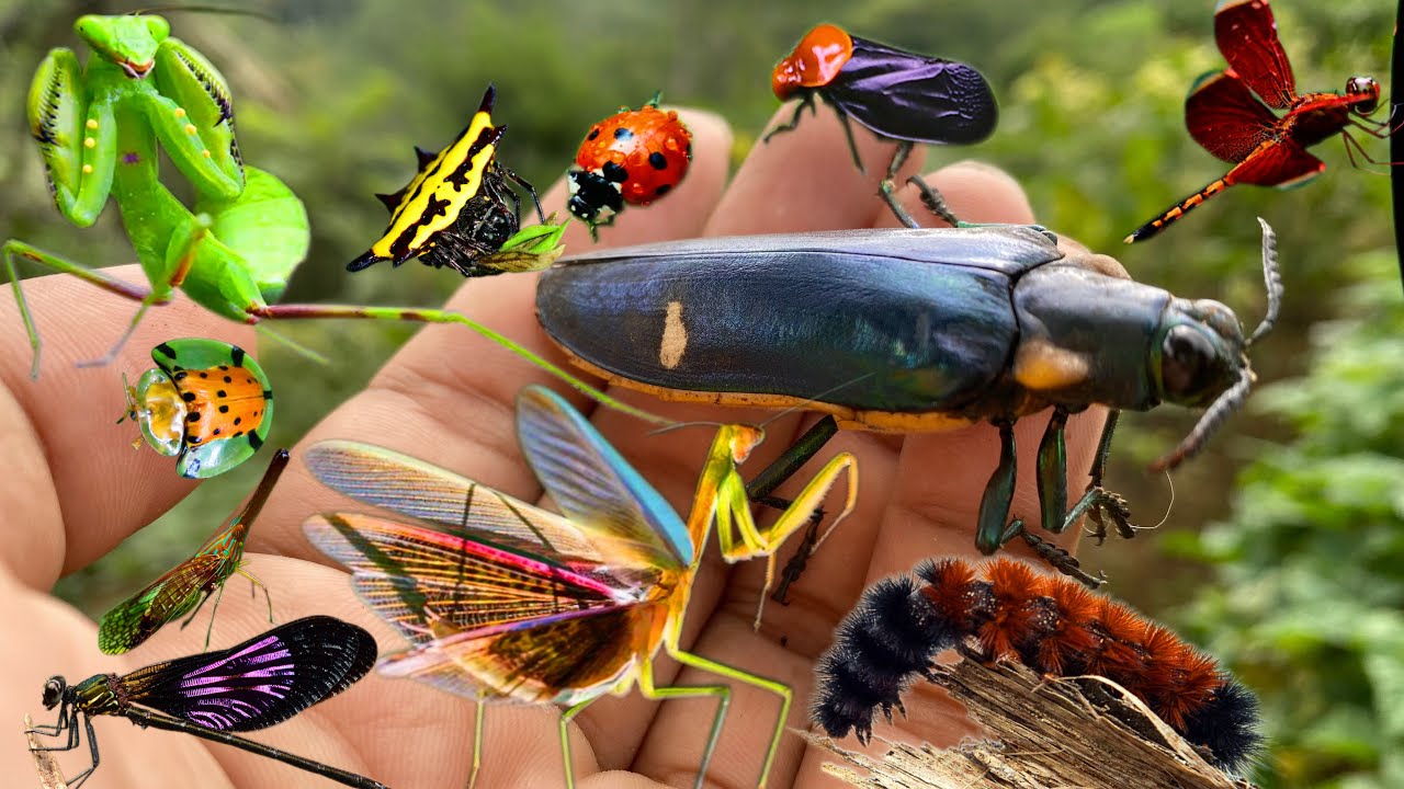 Unique jungle jewel beetle! Catch beautiful dragonflies, bugs, praying ...