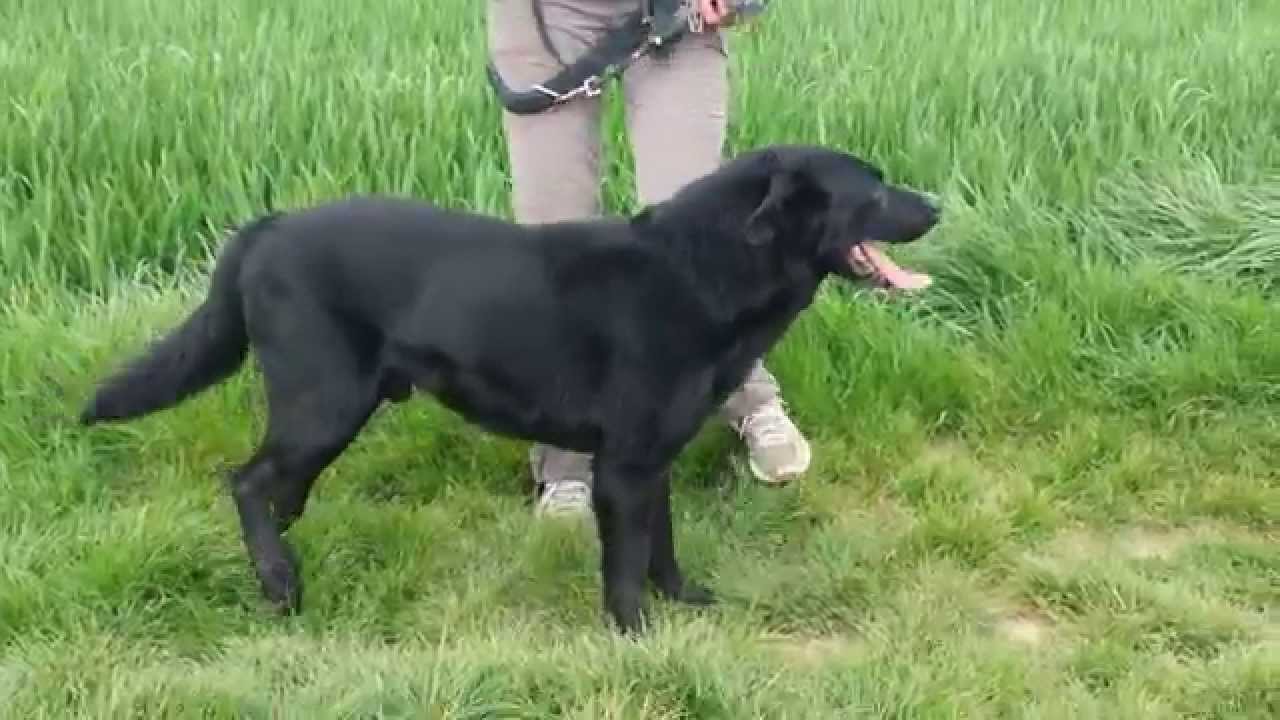 Spencer, croisé Labrador / Beauceron, 11 ans, à l'adoption - YouTube