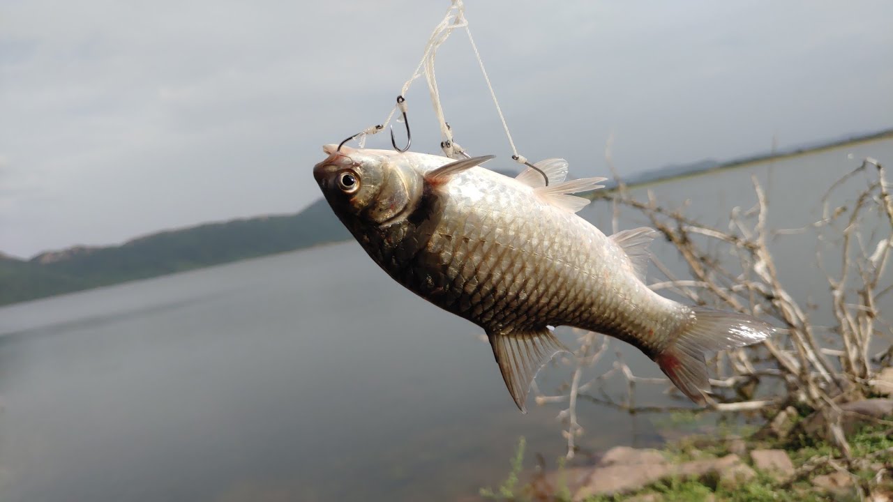 Amazing black rohu fish catching in pulichinthala project water ...