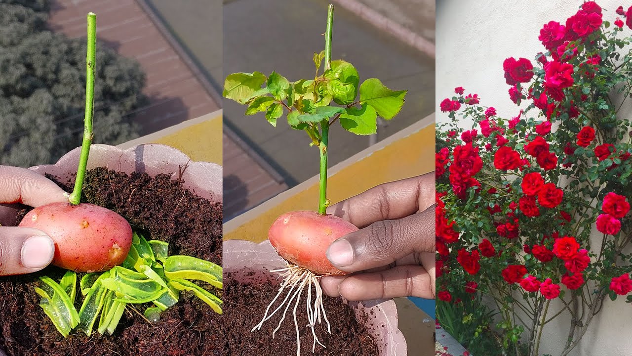 How To Grow Rose Plant From Cuttings | Grow Roses From Stem Cutting ...