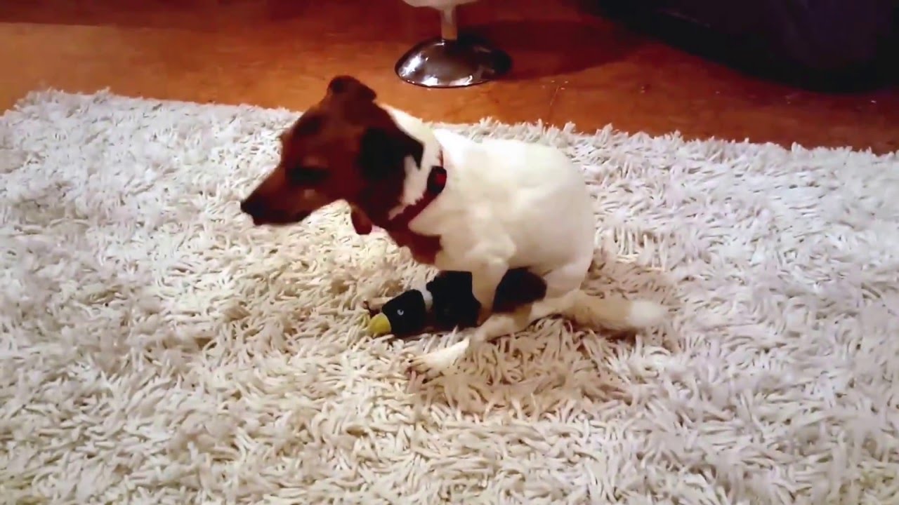 Jack Russell Dog Humps Duck - YouTube