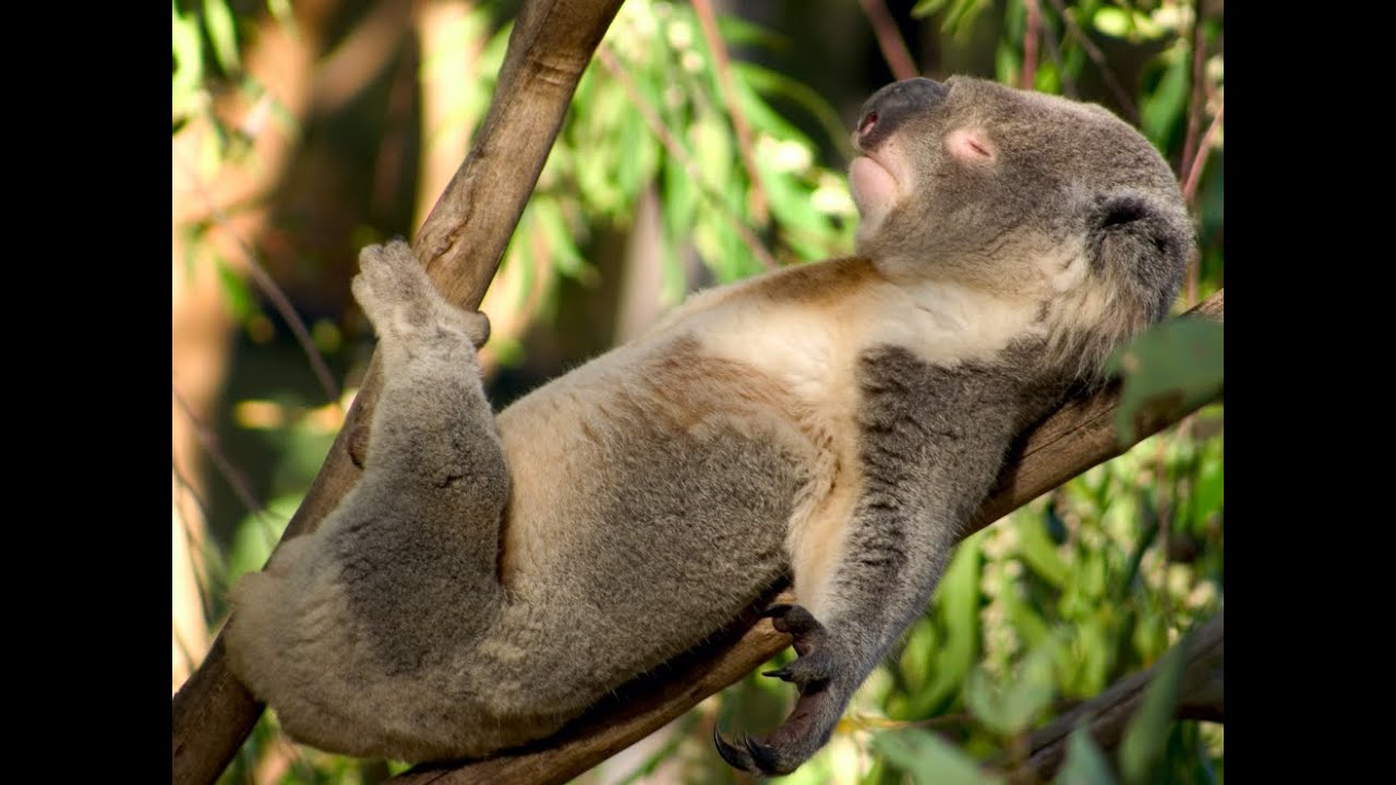 Le cri du Koala - YouTube