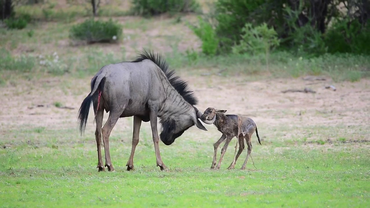 First breath. Birth of a Wildebeest. (Turn off sound) - YouTube