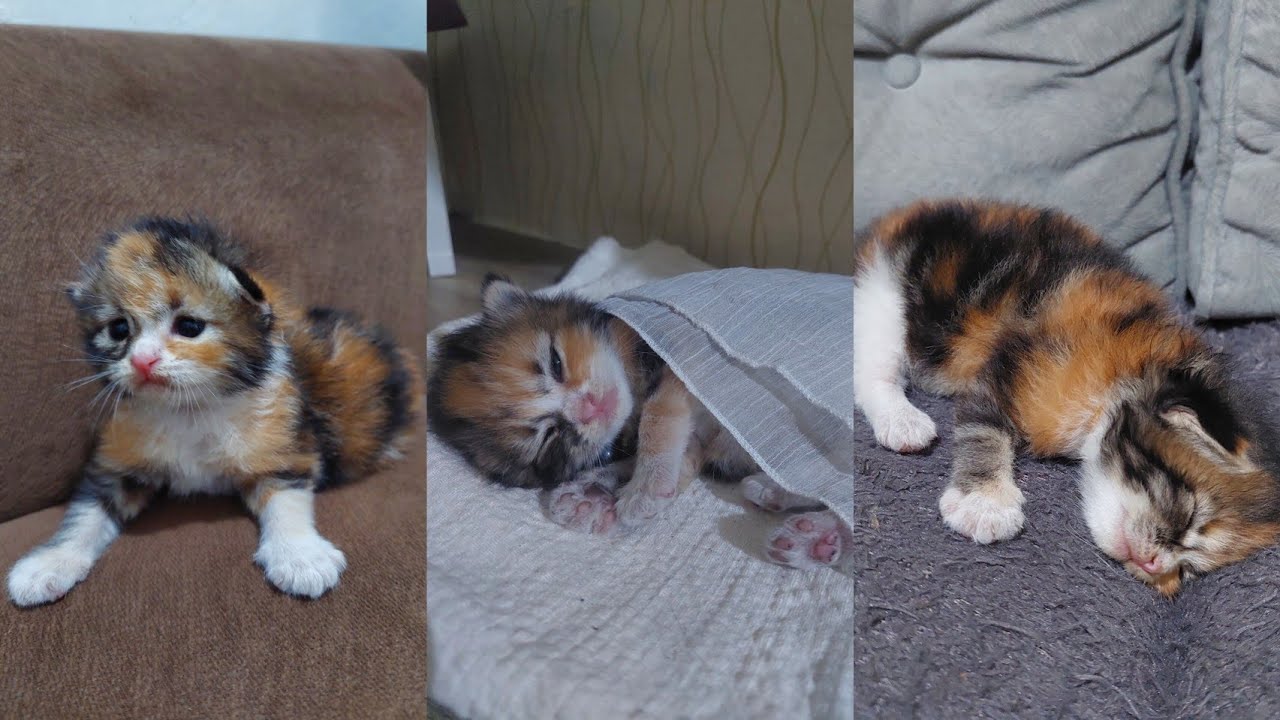 ANABUL LUCU KUCING GEMOY BIKIN GEMES - YouTube