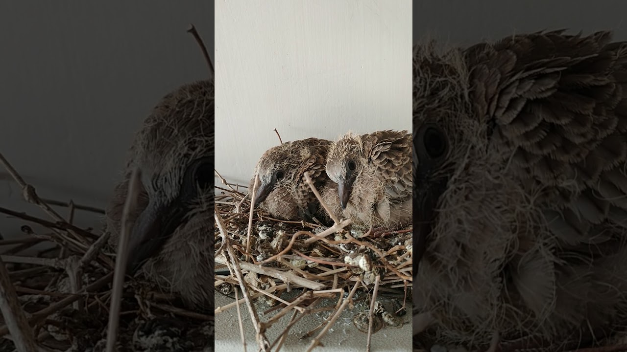 Spotted dove chicks - YouTube