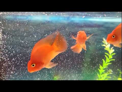 Beautiful ️ Blood Red Parrot fish - YouTube