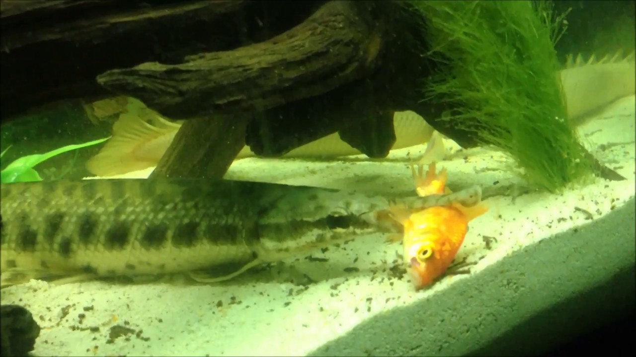 Predator fish feeding compilation - YouTube