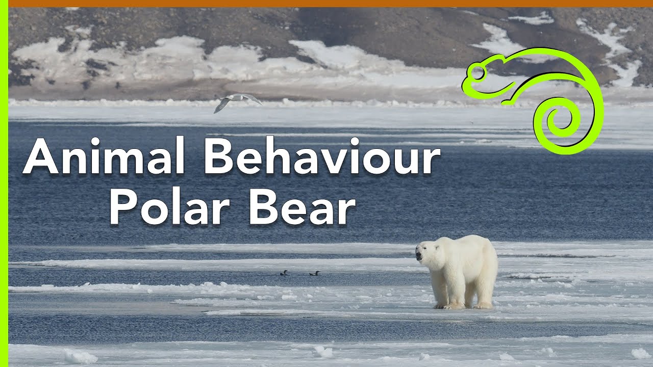 Animal Behaviour - Polar Bear - YouTube