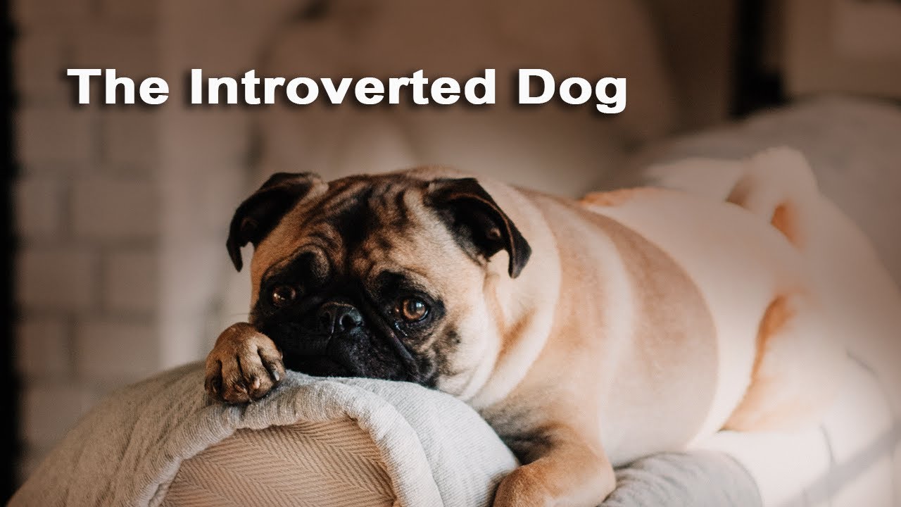 Real Animal Communication Stories! The Introverted Dog - YouTube