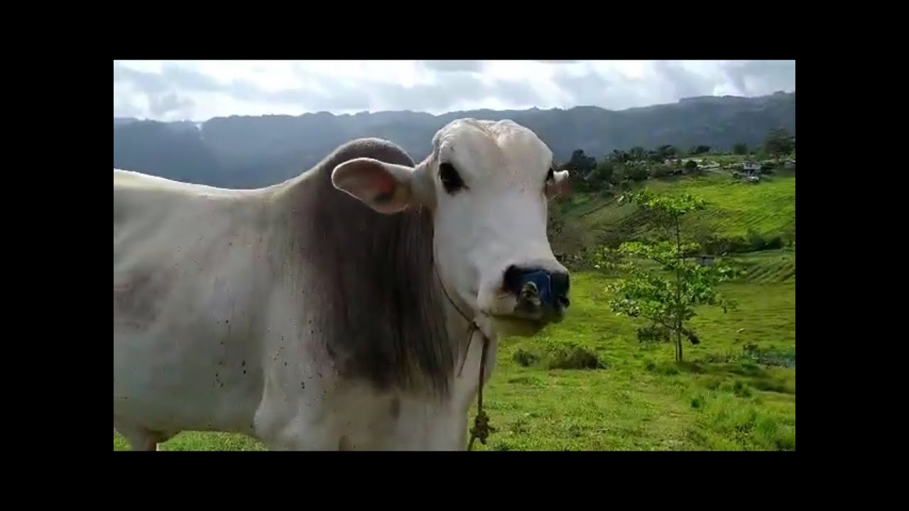 NEGOSYONG BAKAHAN | BAKA FARM IN CEBU CITY | LAHING BRAHMAN | mayeg ...