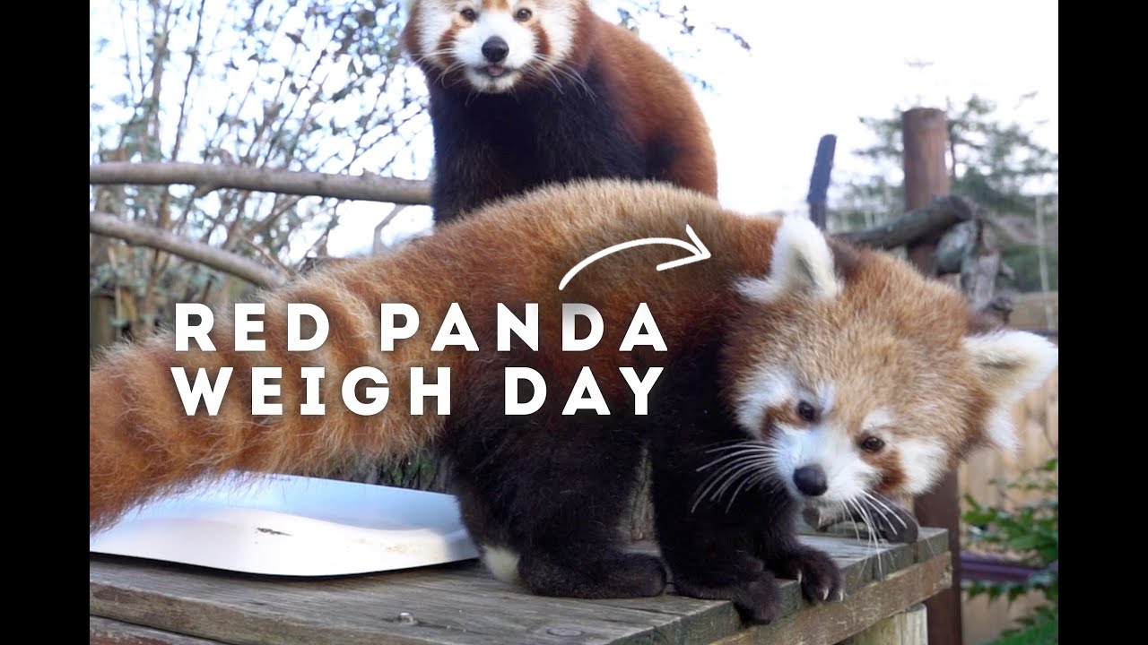 How to weigh a red panda! - Behind The Zoo Episode 1 - YouTube