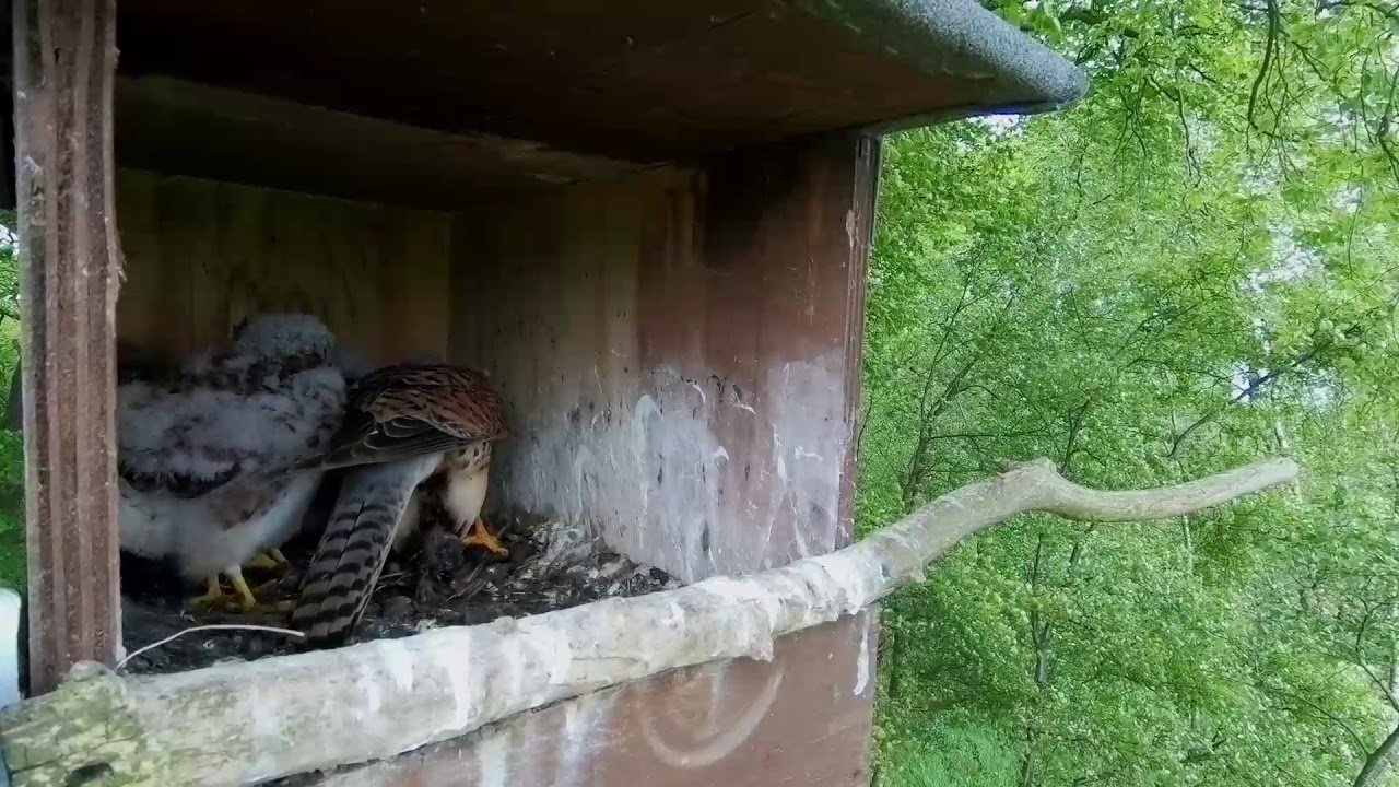 Kestrels nesting - YouTube