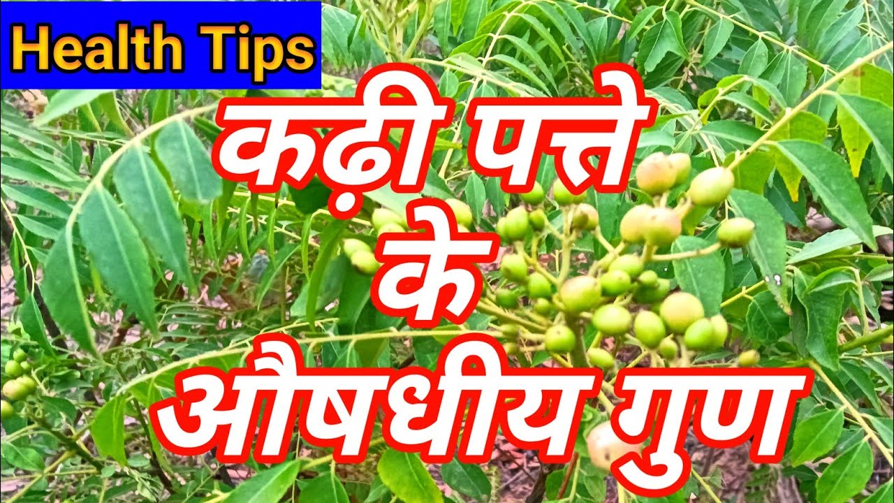 करी पत्ते के औषधीय गुण एवं प्रयोग।Curry tree leaf benefits and uses ...