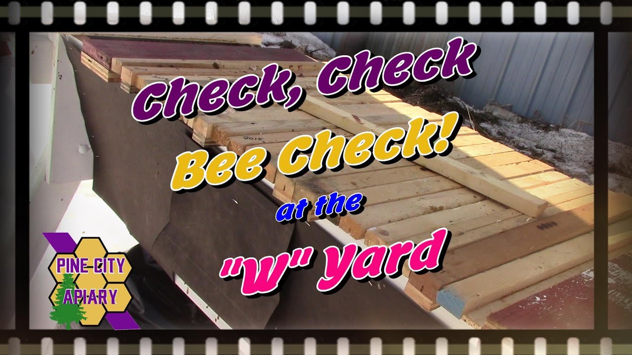 Check, Check, BEE CHECK at the "W" Yard - YouTube