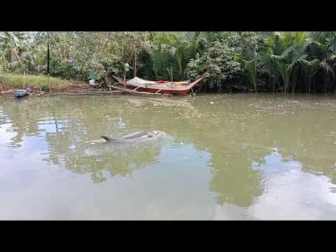 DOLPHIN | NAMATAAN SA ISANG ILOG NG BRGY. STA ELENA STA RITA SAMAR | SAMAR BREAKING NEWS - YouTube
