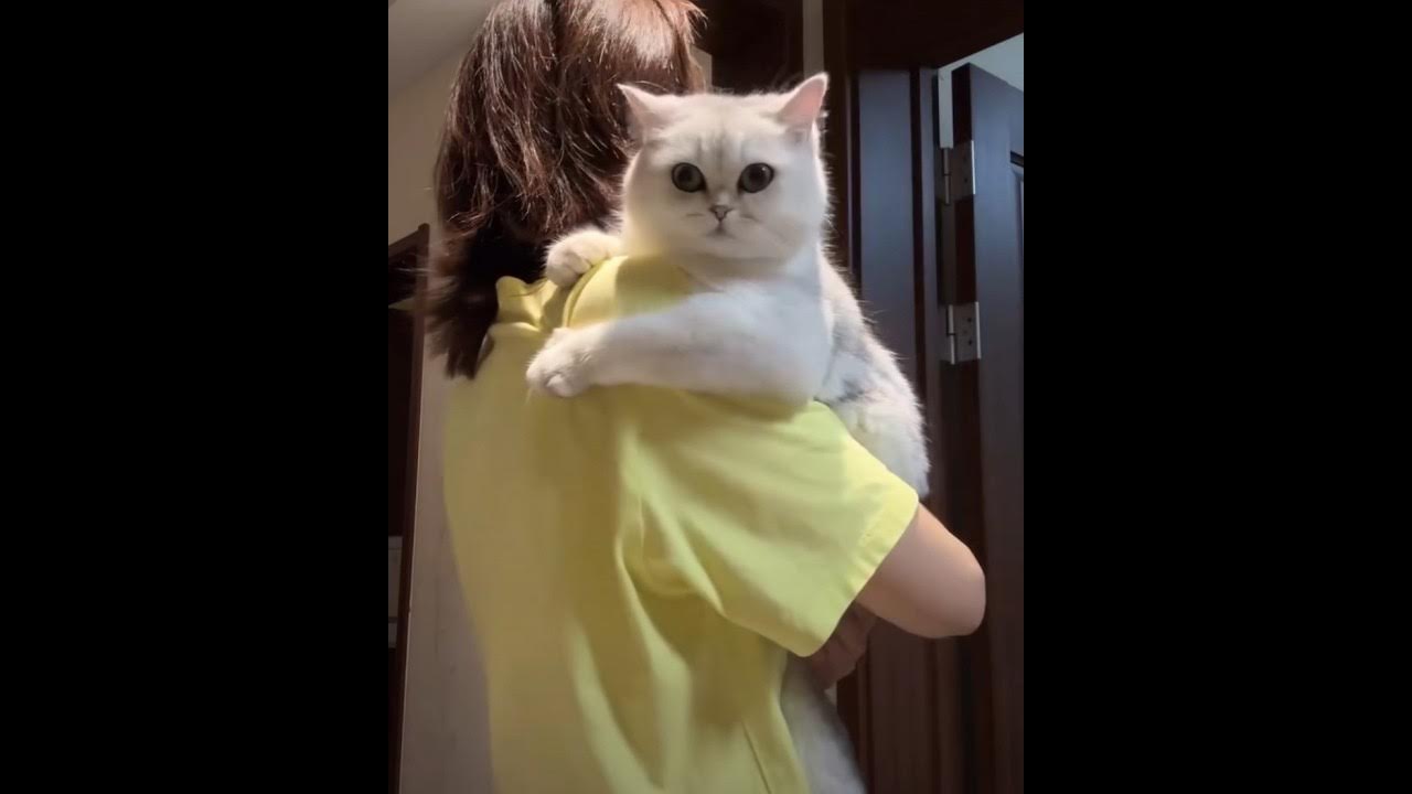 Cat wants attention 😁#ytshorts #ytshortsvideo #trendingshorts #trending #viealreels #catlover ...