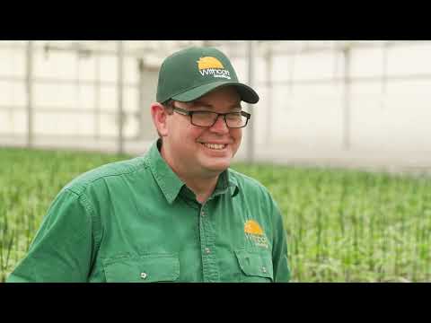 The Mulberry Project