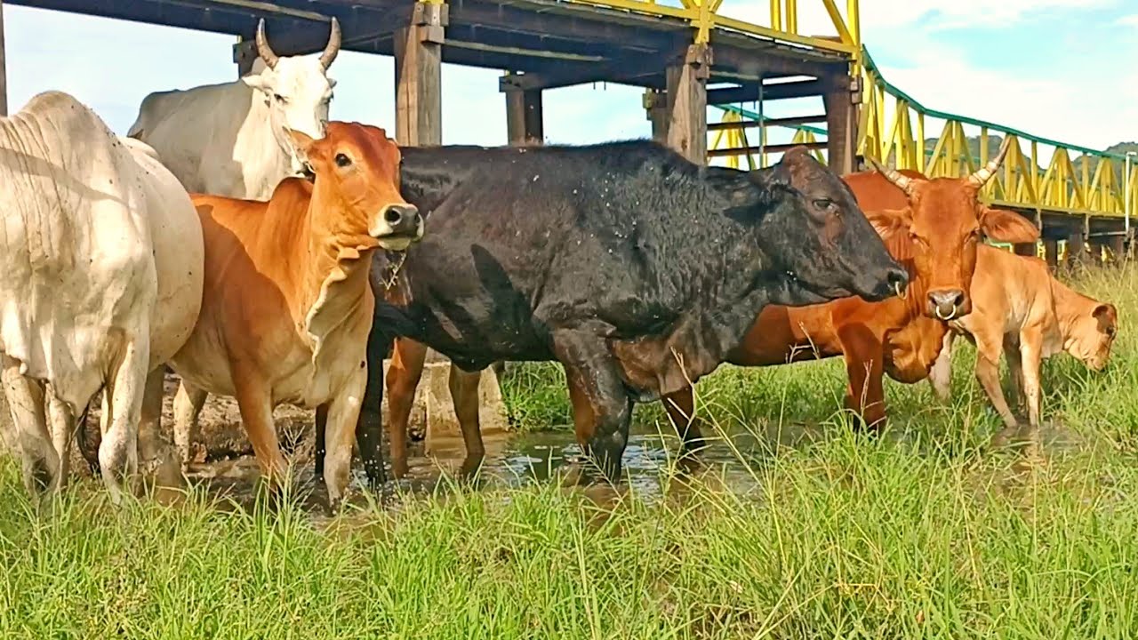 video suara sapi gemuk yang ingin Memanggil teman untuk berjalan ...