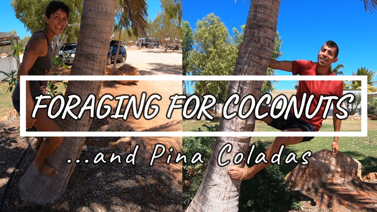 HOW TO CLIMB A COCONUT TREE WITH A ROPE ONLY - YouTube