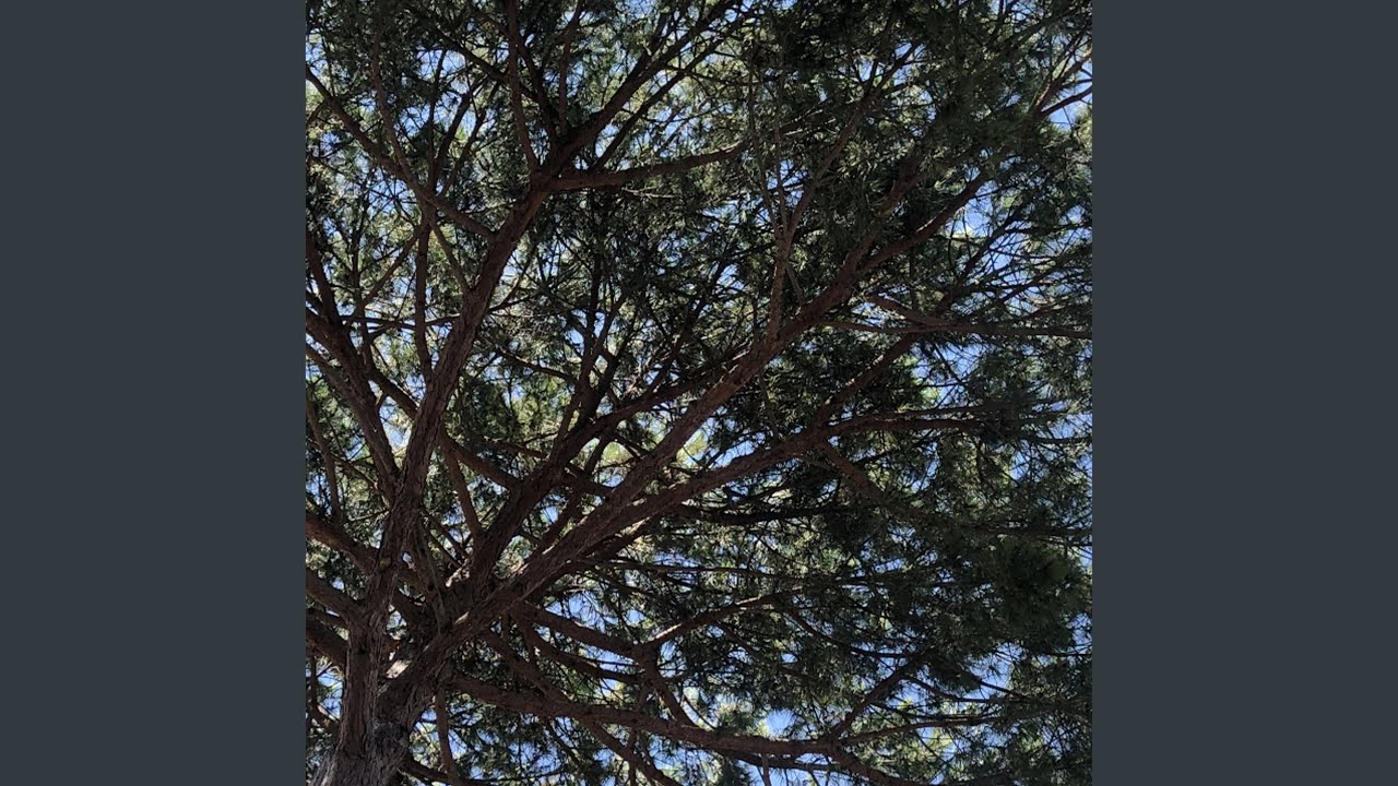 io amo i pini marittimi - YouTube