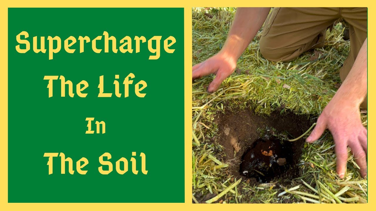 Put THIS In Your Planting Hole For Massive Plants And Big Yields - YouTube