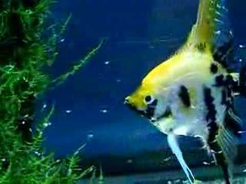 Angelfish fry with parents. - YouTube