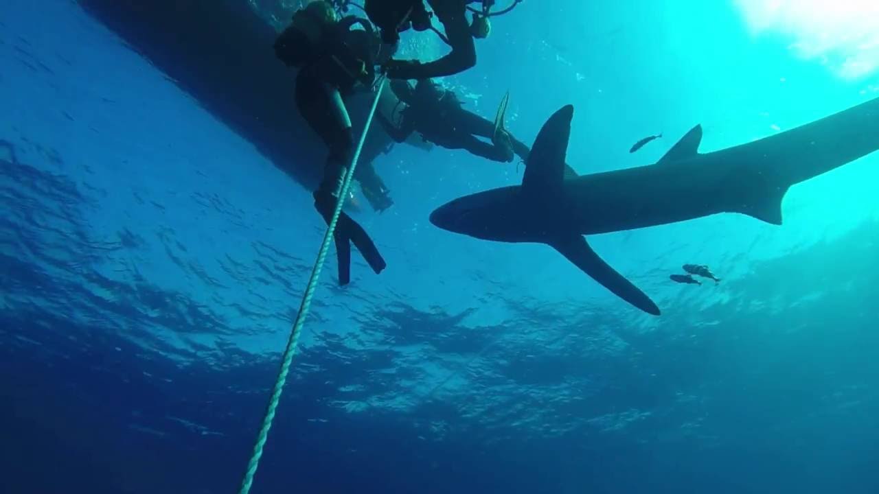 Azores Sharks 07 09 2016 - YouTube