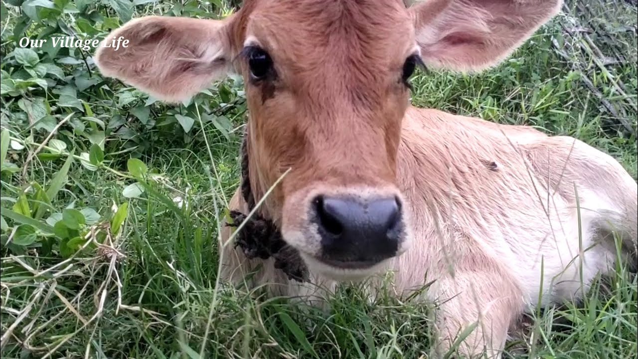 Funny Cow sounds & Cow Grassing Video || Cute Cow Baby Video | Cow ...