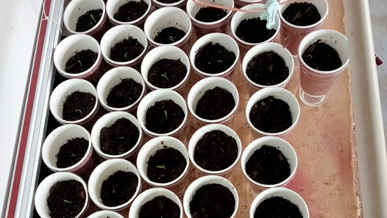 Best DIY Self Watering Pot - YouTube