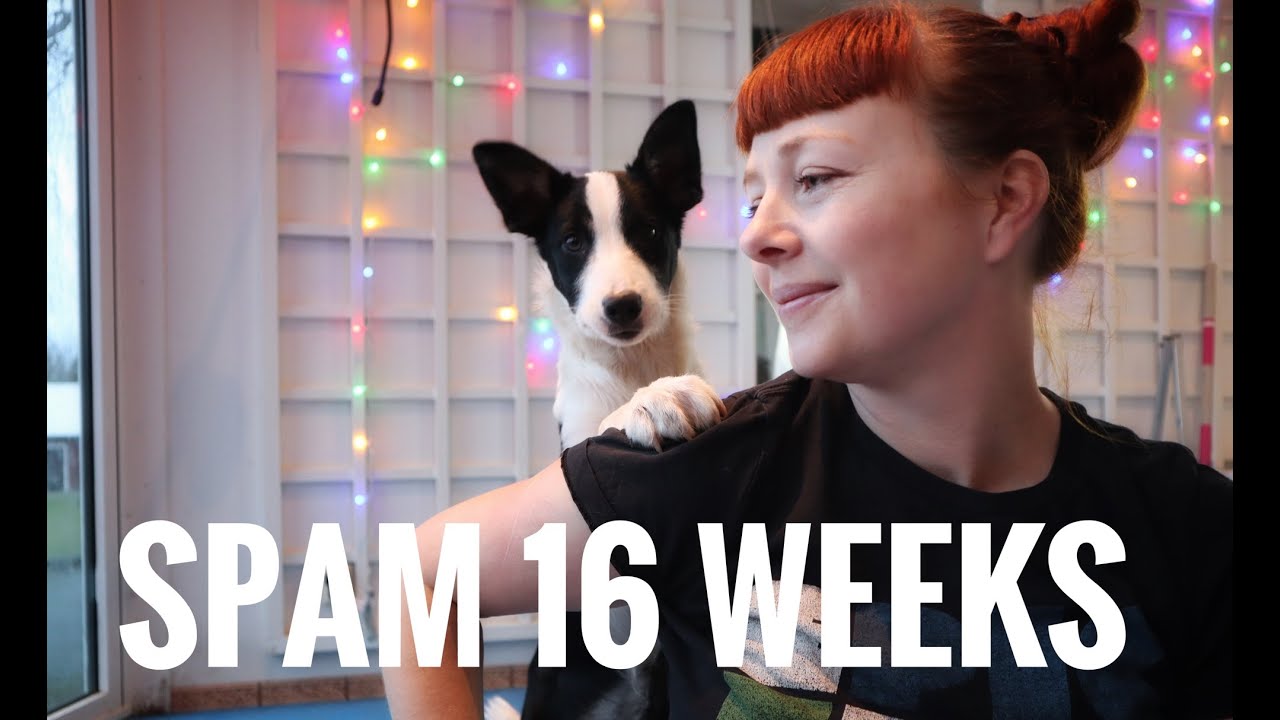 TRAINING BORDER COLLIE PUPPY SPAM 16 WEEKS – When is luring good ...