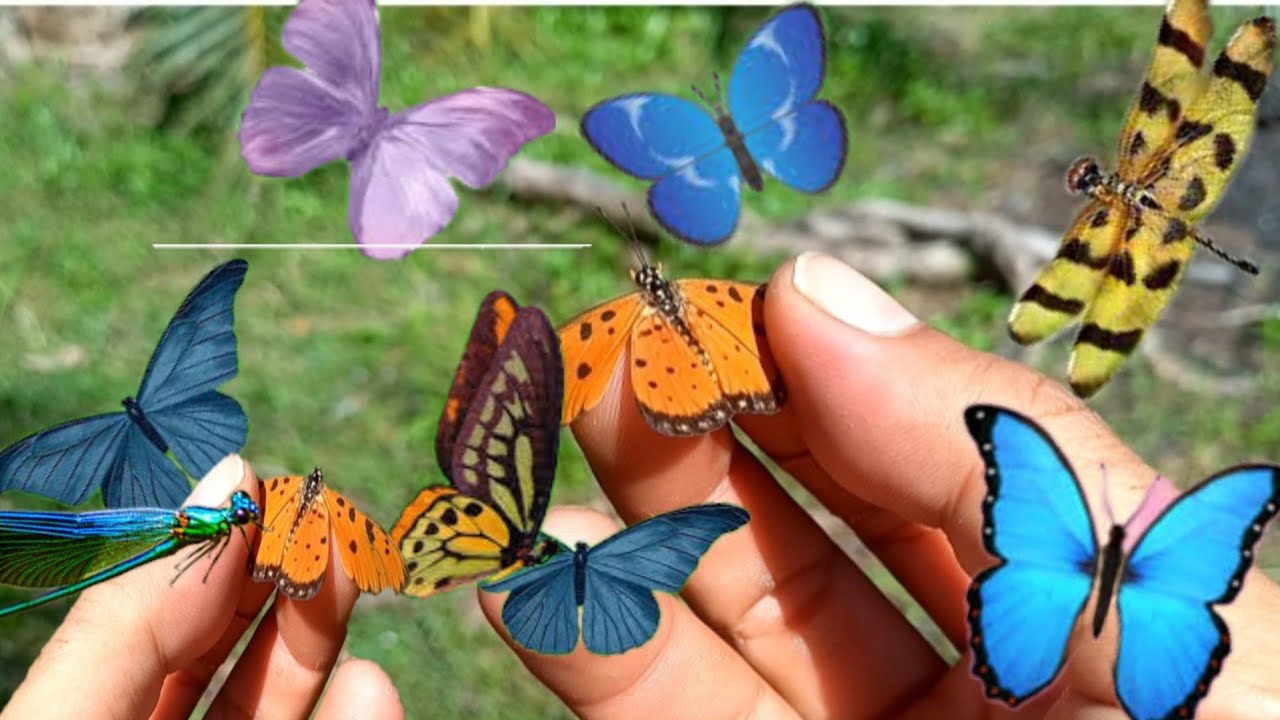 Butterfly hunting, catching beautiful butterflies to admire, Beautiful ...