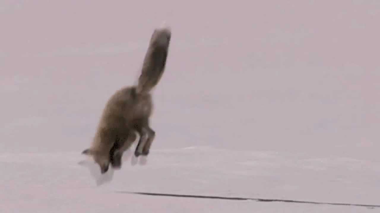 Insane Fox Dive in snow - YouTube