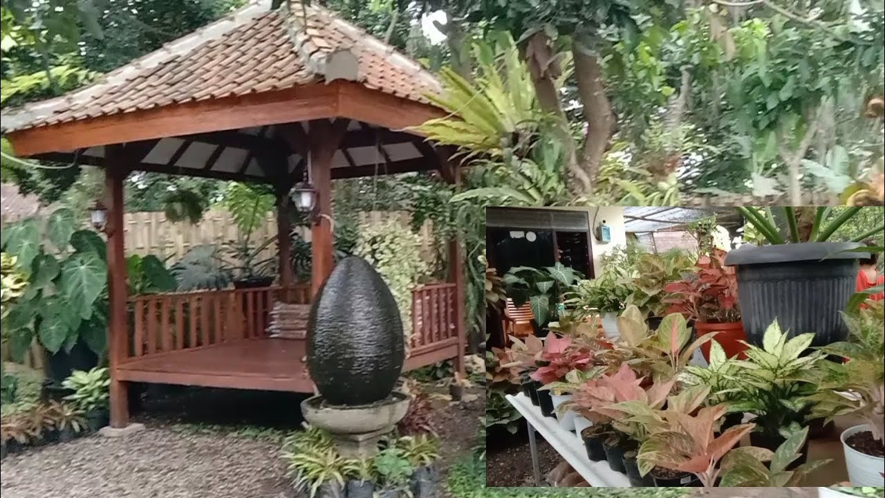 Banyak Tanaman Subur dan Rimbun di Teras Rumah Pak Soleh - YouTube