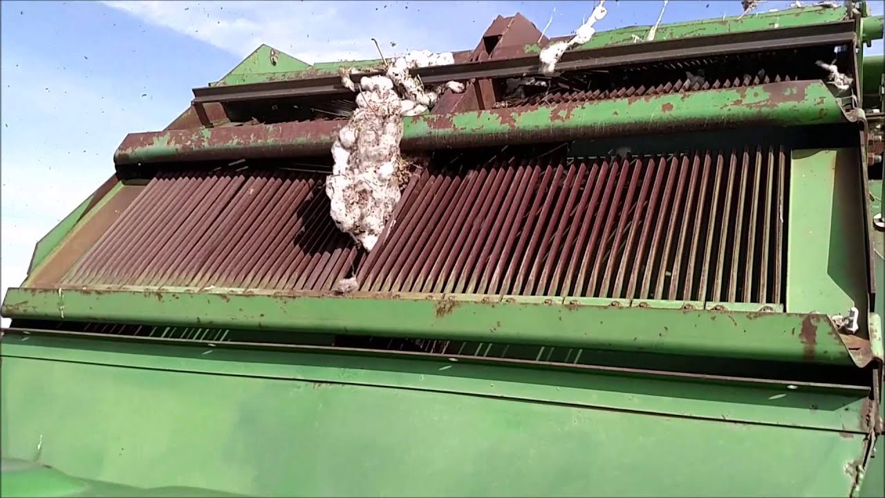 Watch Me Strip Cotton Youtube